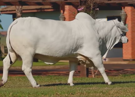 A Vaca nelore Brasileira mais cara do mundo vale quase R$ 10 milhões ...